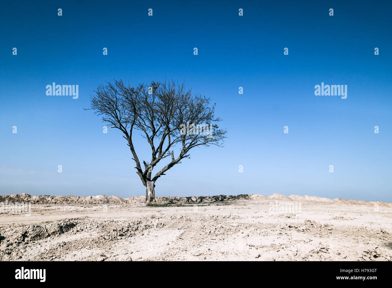 Dry tree on sand ground, blue sky Stock Photo - Alamy