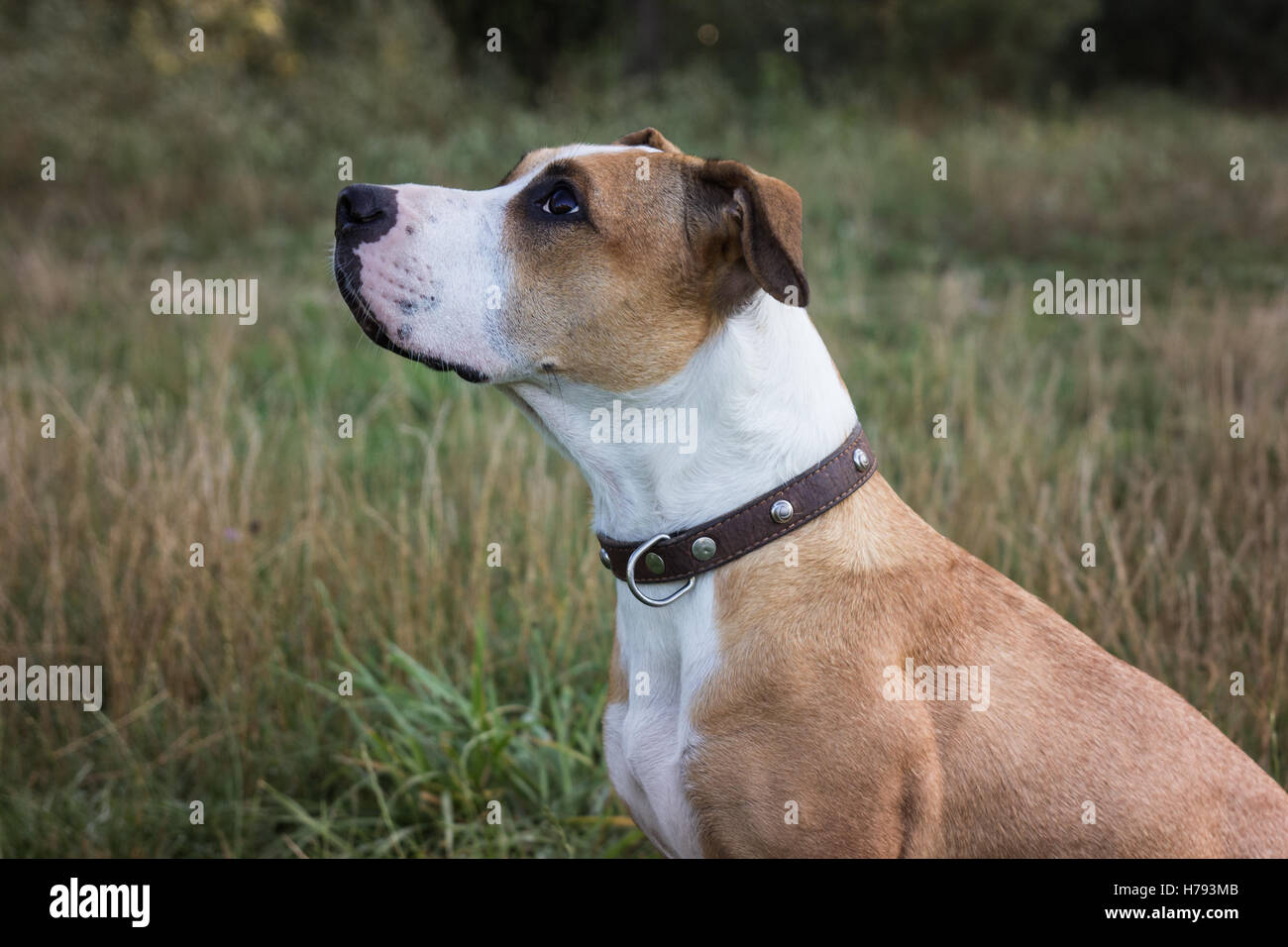 Dog sitting outdoors looking upwards in front of natural background ...