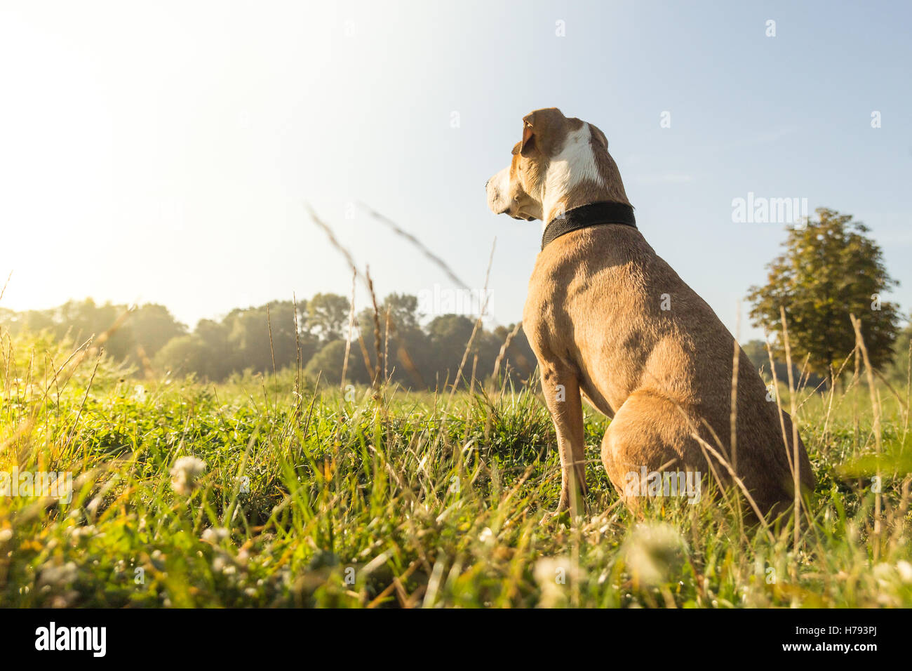 Dog sitting on the lawn on bright sunny morning Stock Photo - Alamy