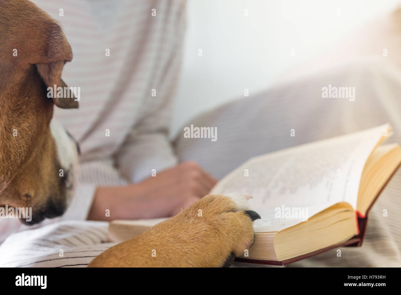 Young dog puts it's paw on a book which is read by a person in bed in ...