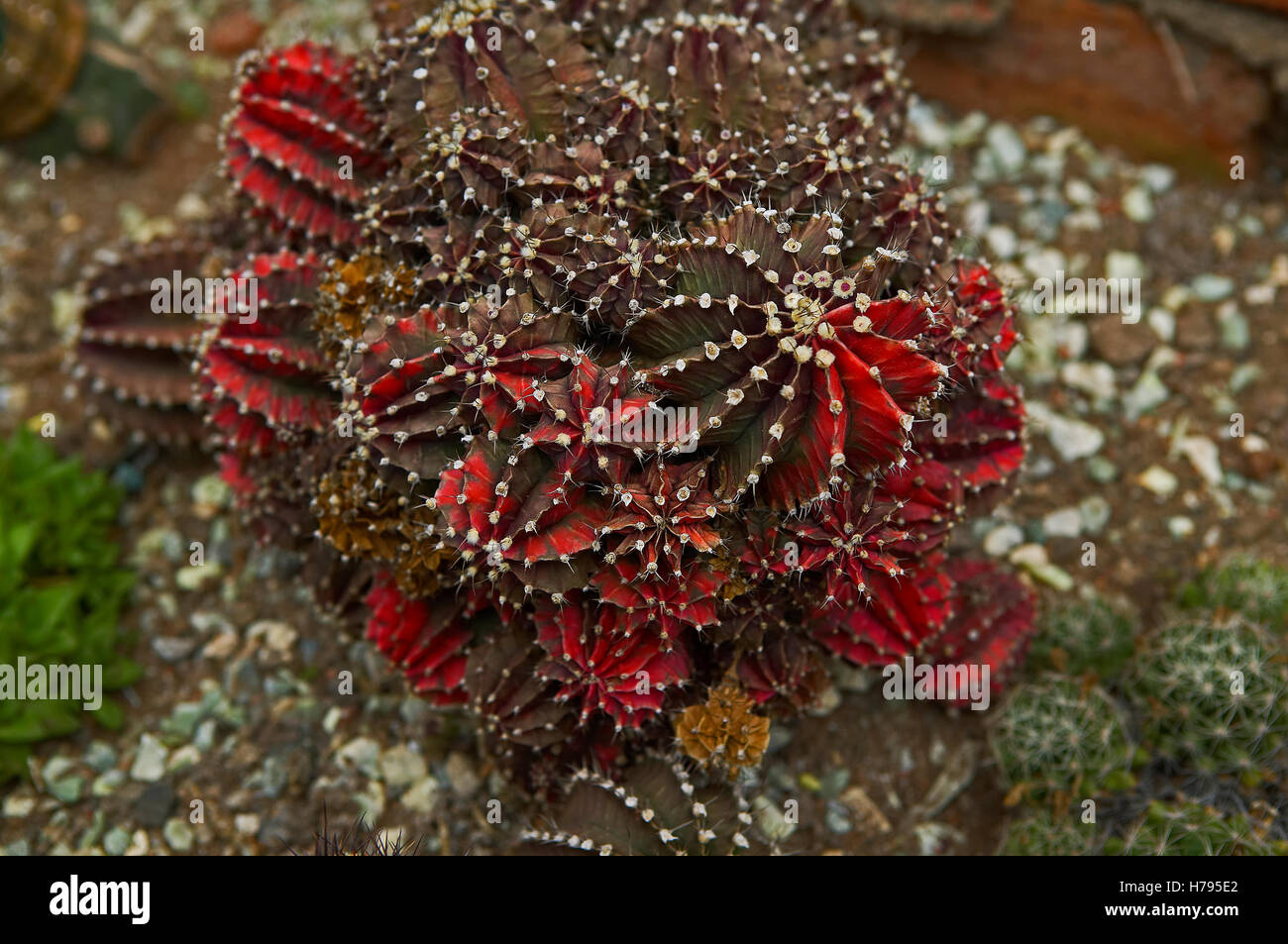 Cactus plant, cactus plant with red color Stock Photo - Alamy