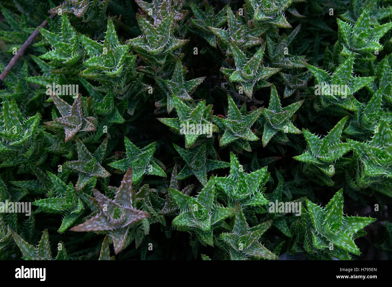 Very thorny cactus plants hi-res stock photography and images - Alamy