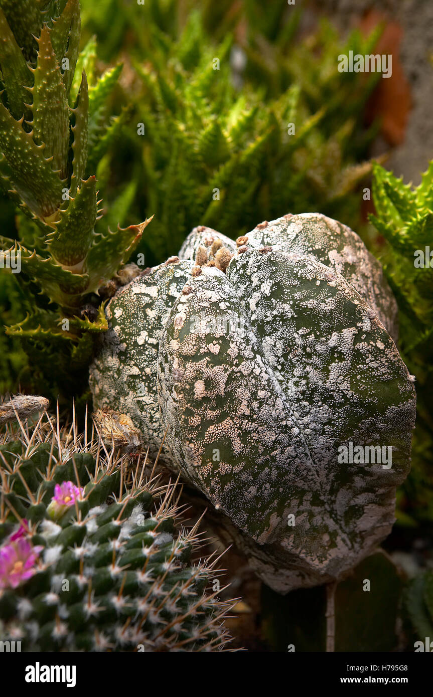 Very thorny cactus plants hi-res stock photography and images - Alamy