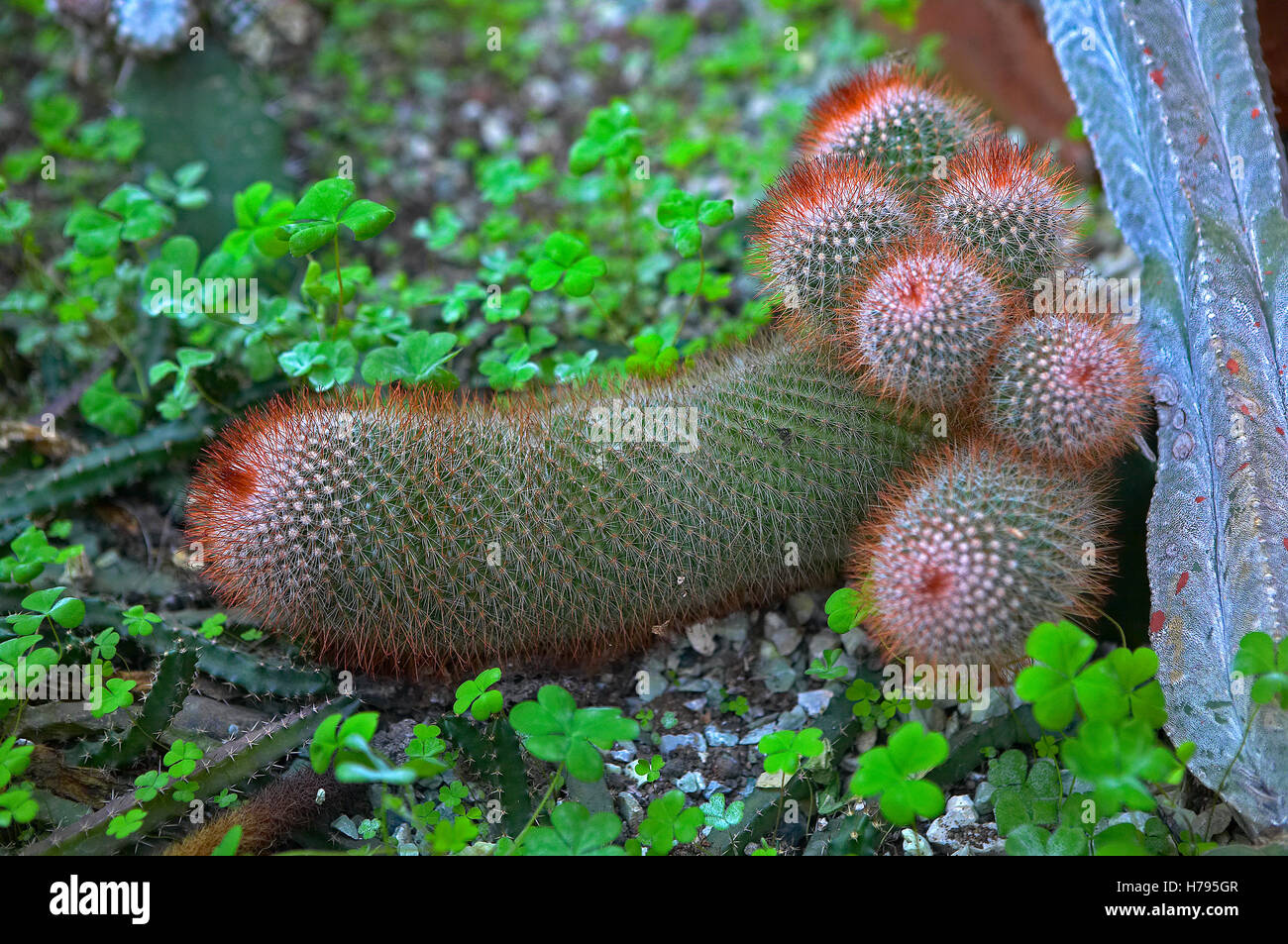 Funny cactus hi-res stock photography and images - Alamy
