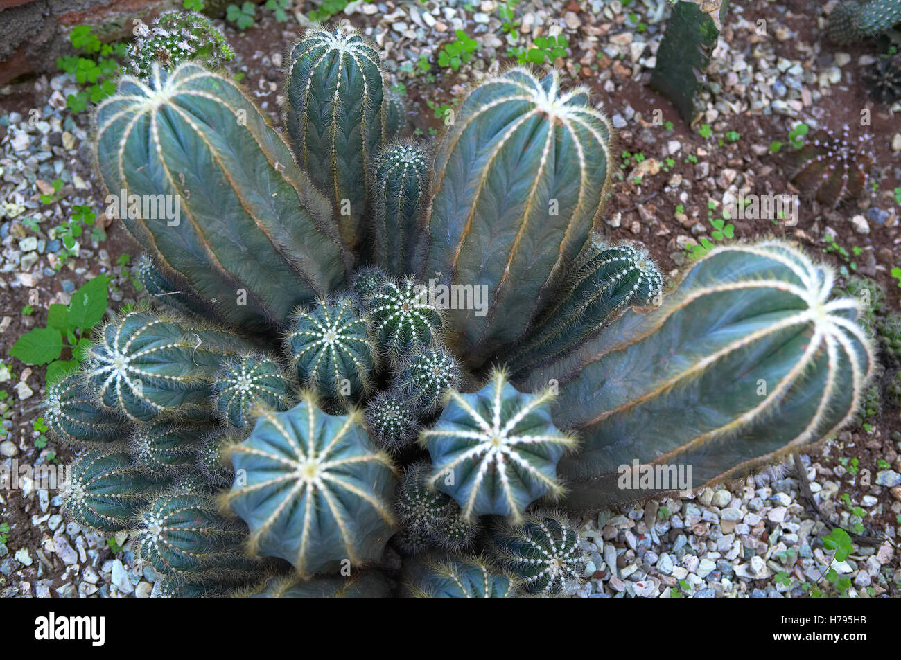 Cactus shape hi-res stock photography and images - Alamy