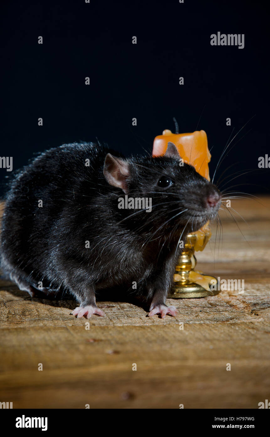 Young decorative rat on an old wooden table Stock Photo - Alamy