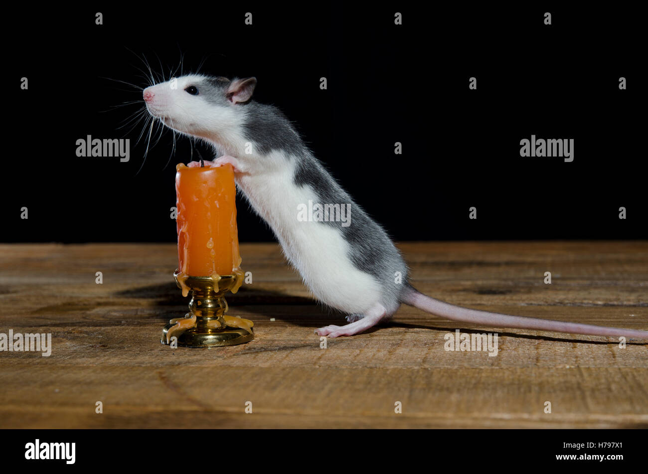 Young decorative rat on an old wooden table Stock Photo - Alamy