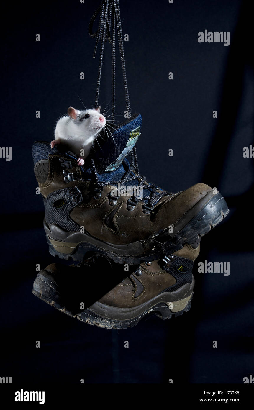 Rat in shoe hi-res stock photography and images - Alamy