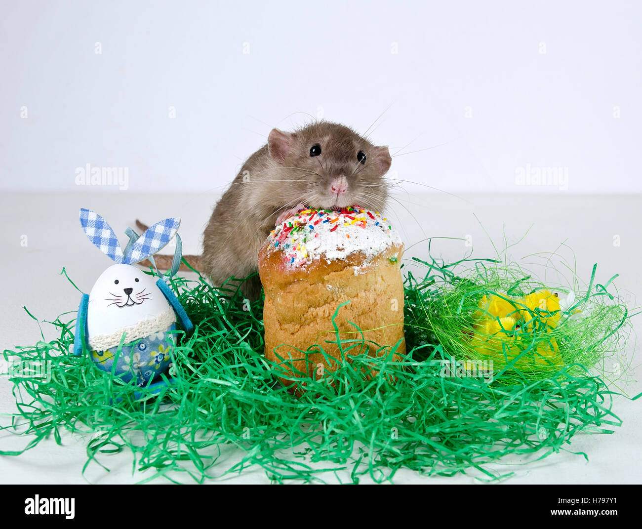 Cute little decorative rat near the Easter cake Stock Photo - Alamy