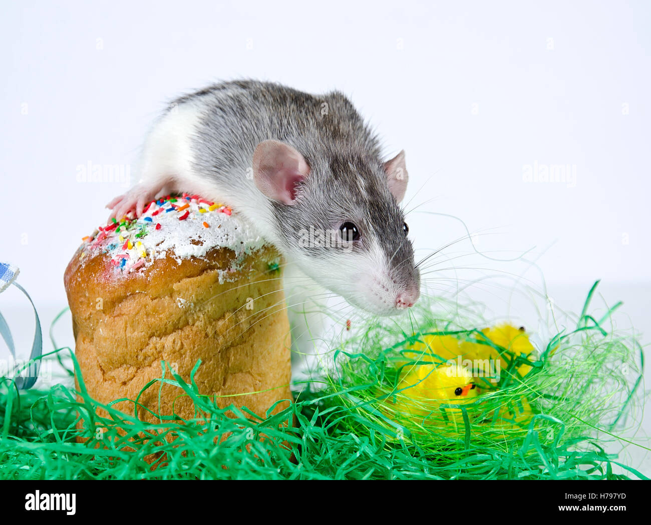 Little mammals hi-res stock photography and images - Alamy