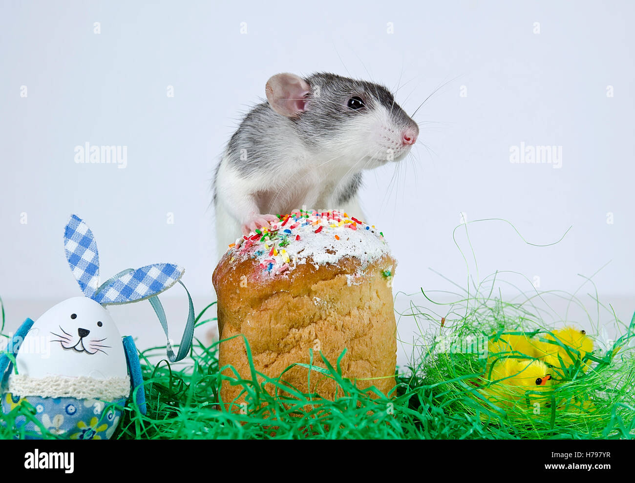 Cute little decorative rat near the Easter cake Stock Photo - Alamy