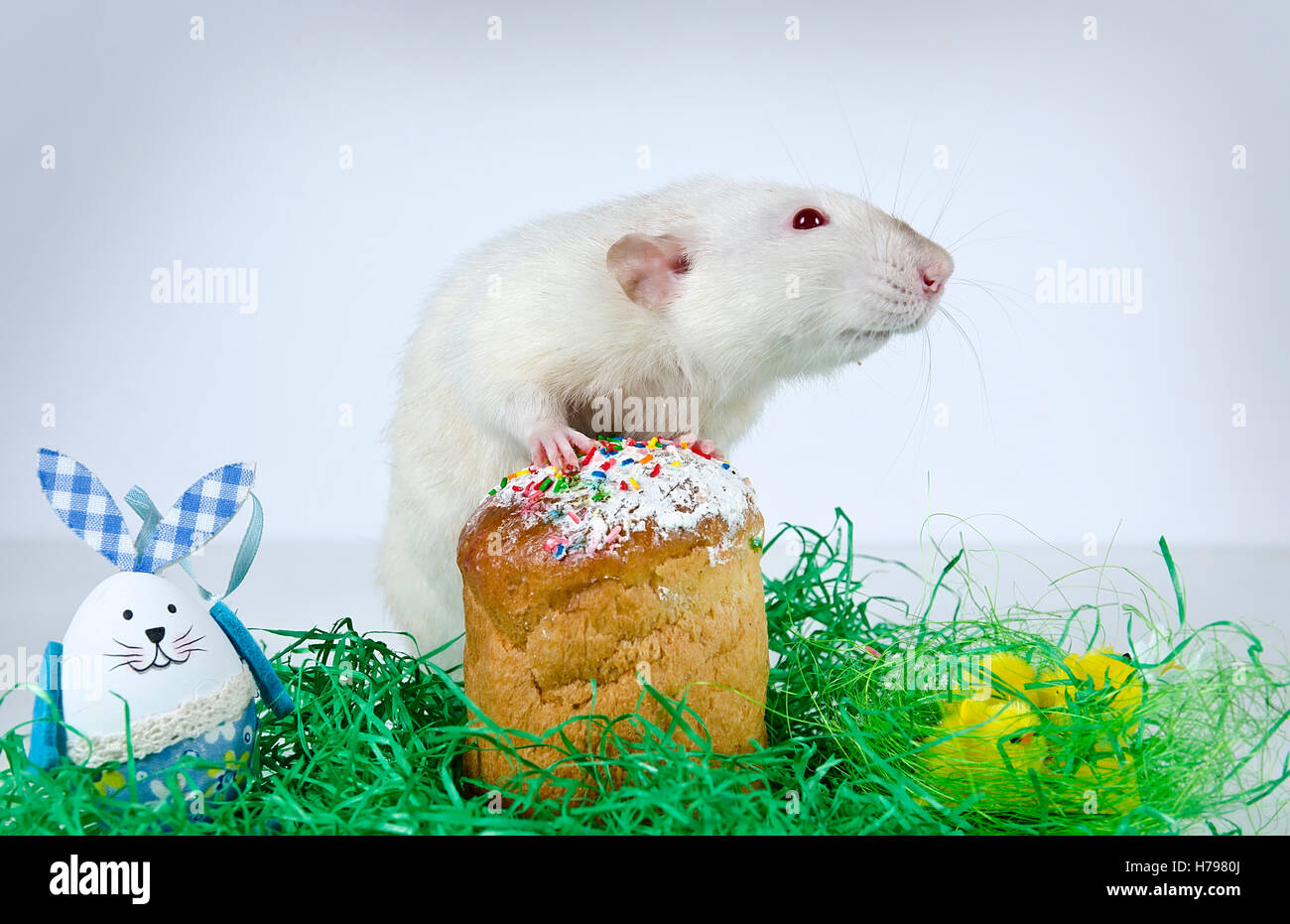 Cute little decorative rat near the Easter cake Stock Photo - Alamy