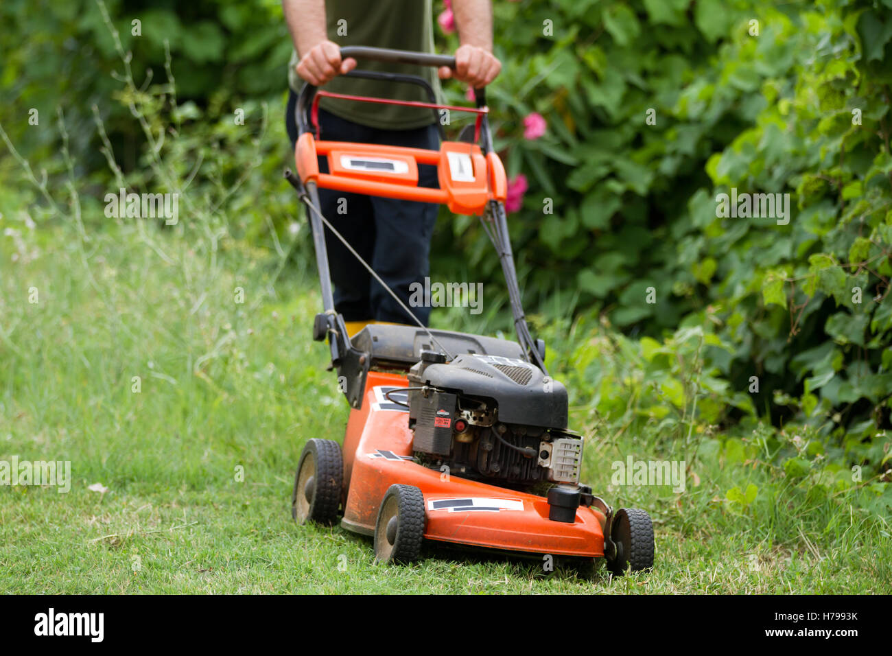 gardener cutting the grass with lawnmower Stock Photo - Alamy