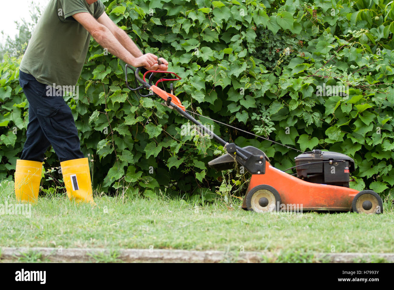 gardener cutting the grass with lawnmower Stock Photo - Alamy