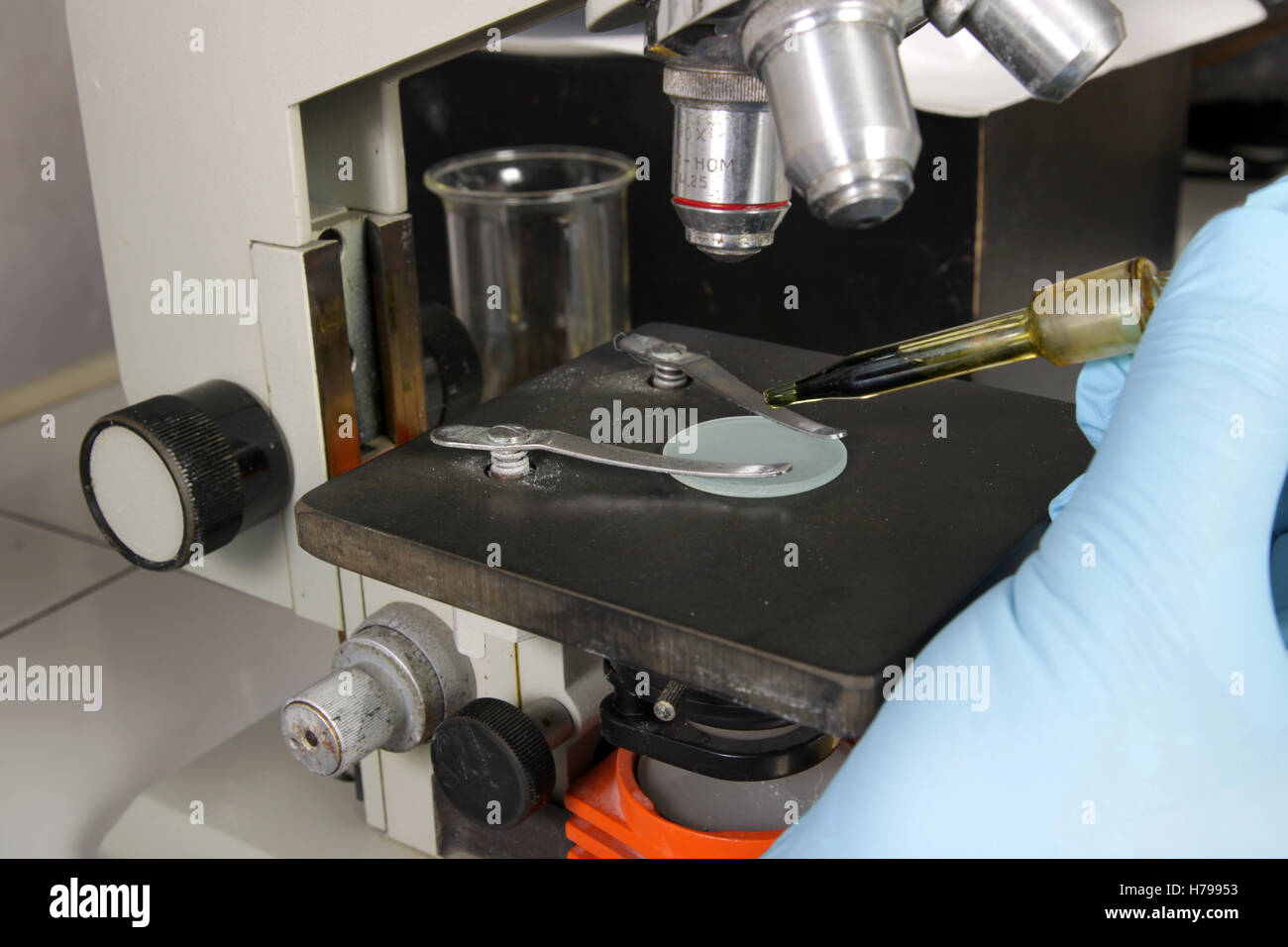 biologist at work in a laboratory Stock Photo - Alamy