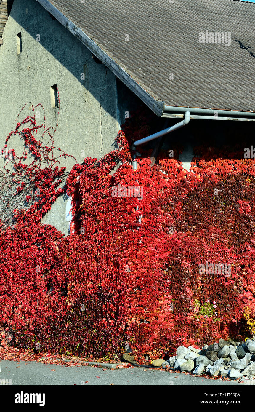 Red climbing ivy hi-res stock photography and images - Alamy