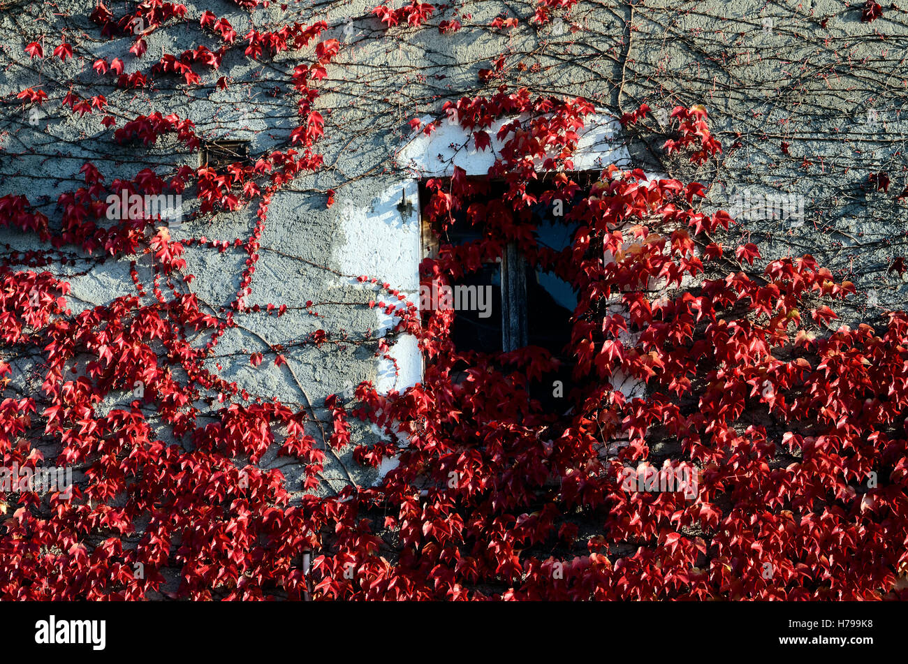 Red climbing ivy hi-res stock photography and images - Alamy