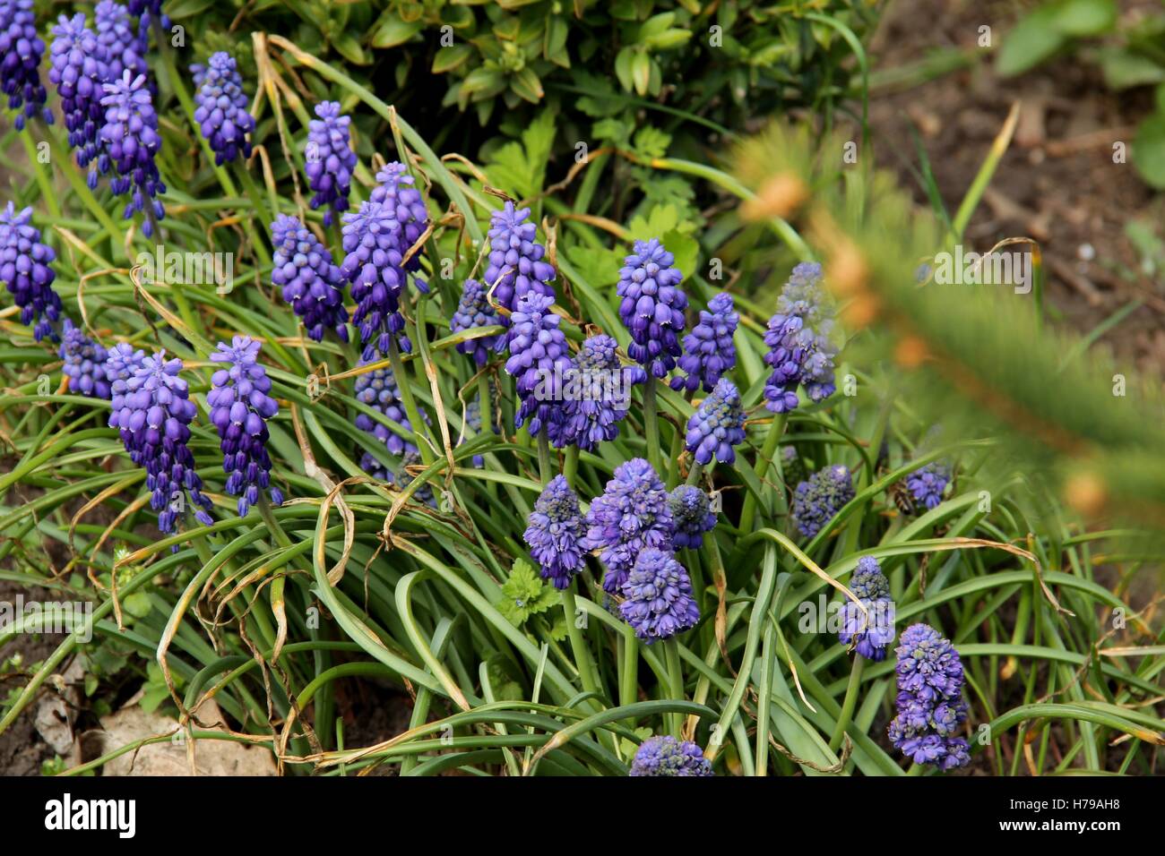 Muskari flowers blooming Stock Photo - Alamy