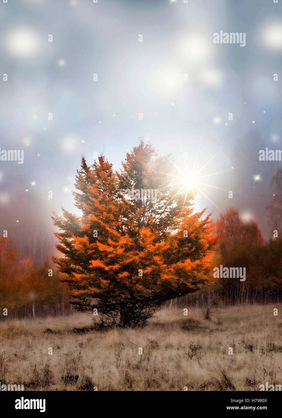Magic autumn tree with lights and sparkle Stock Photo - Alamy
