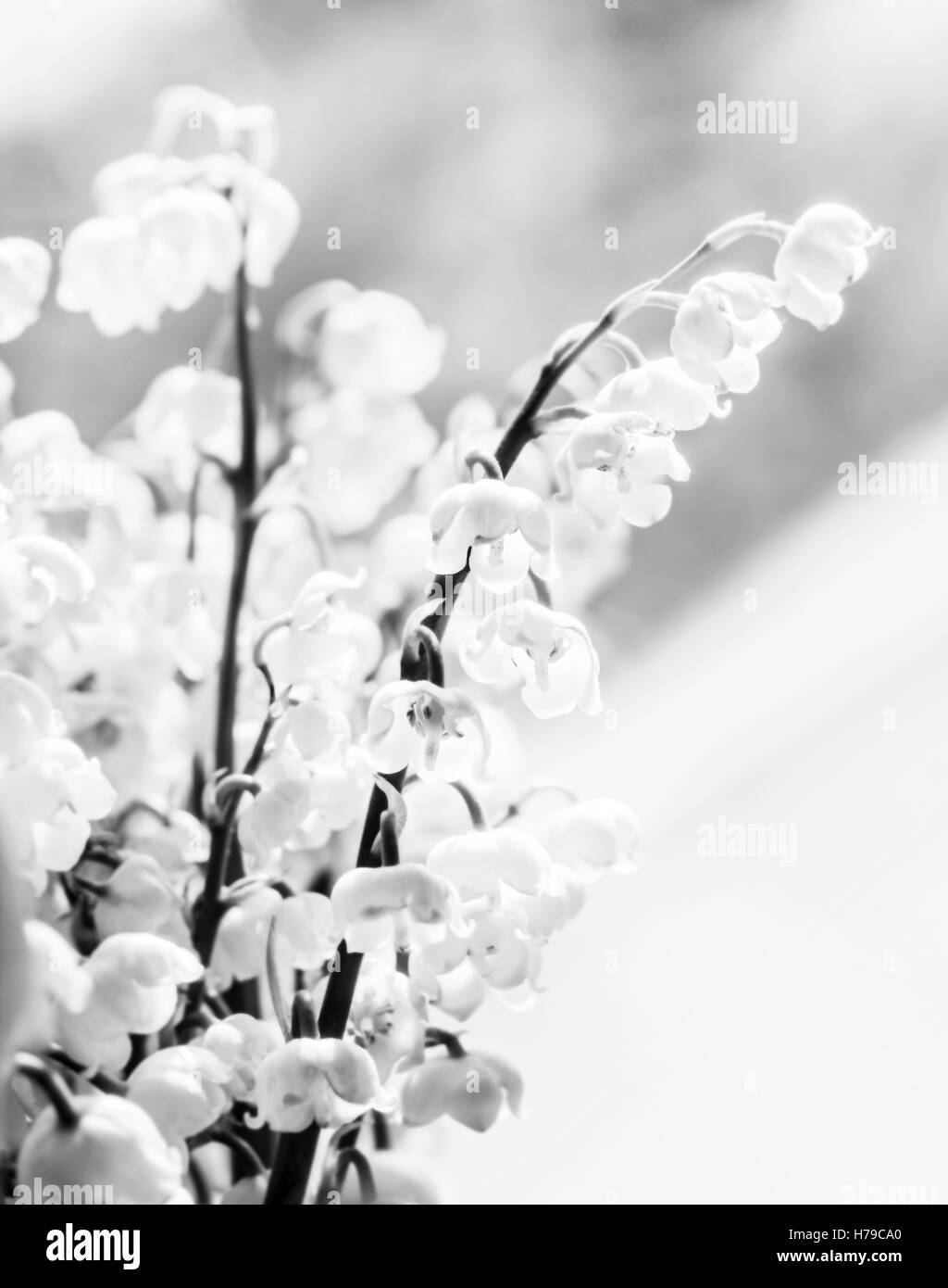 Lilies of valley Black and White Stock Photos & Images - Alamy
