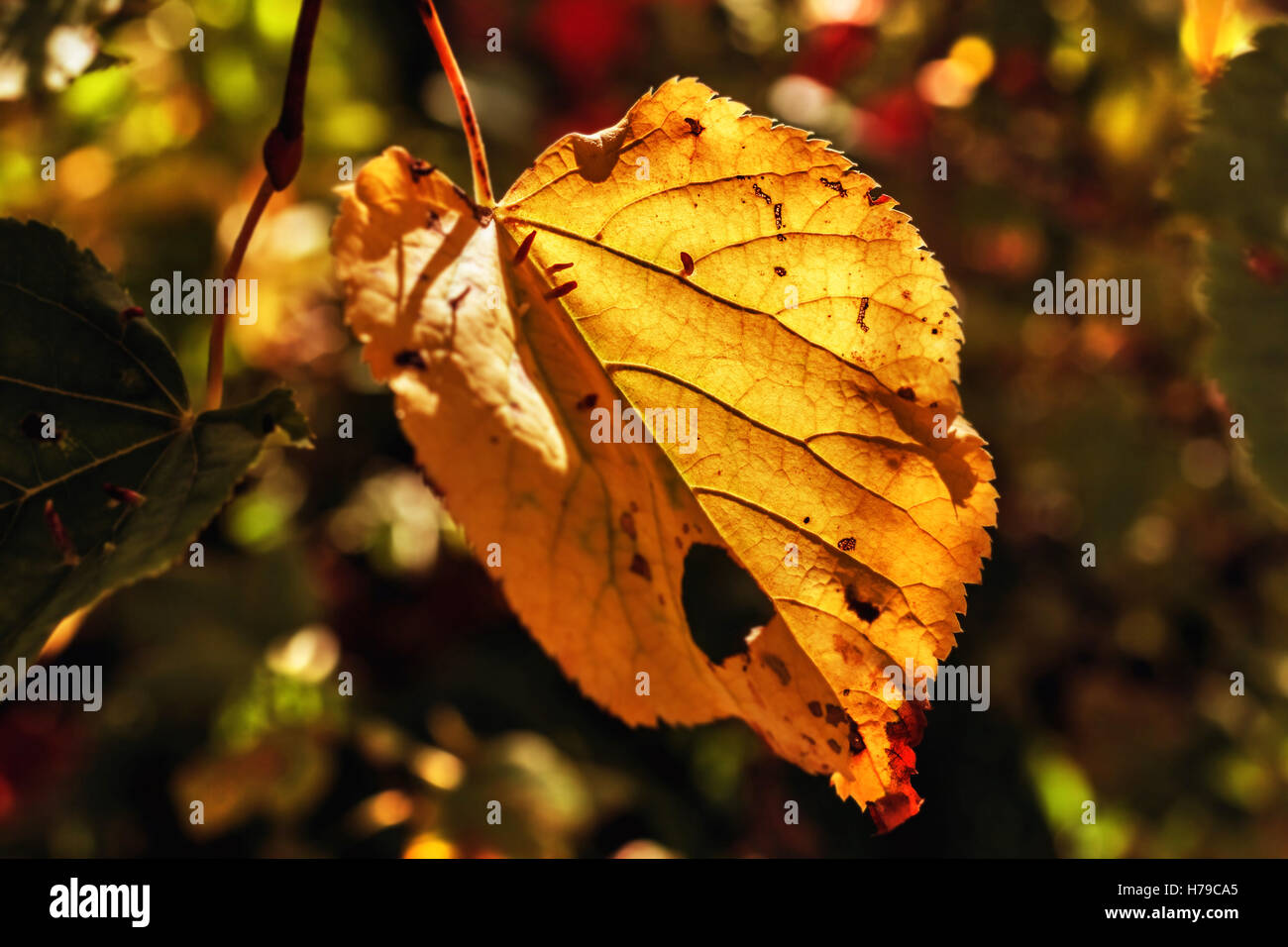 Nice big autumn leaf lit by sun Stock Photo - Alamy