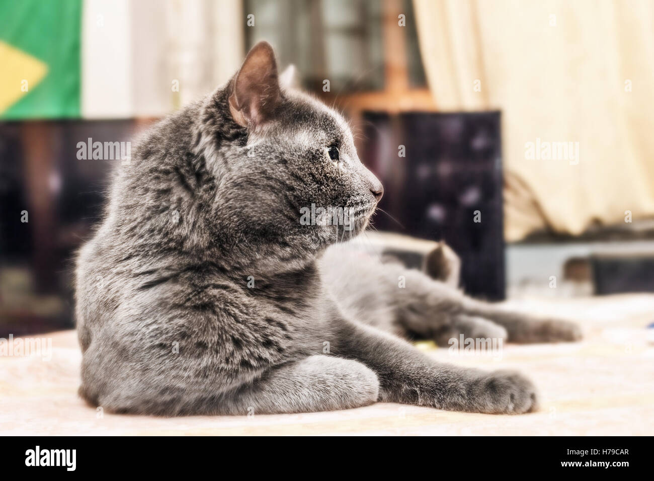 Cat side profile hi-res stock photography and images - Alamy