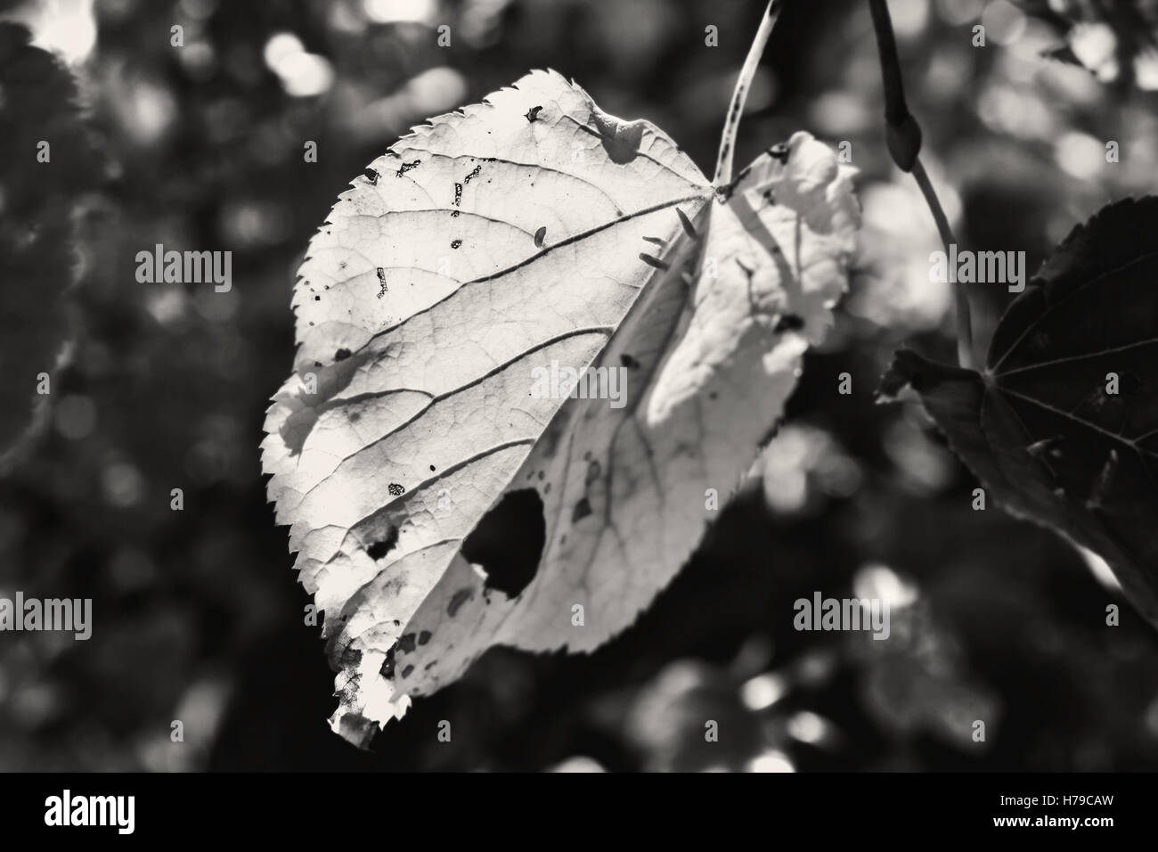 Big autumn leaf lit by sun in black and white Stock Photo - Alamy