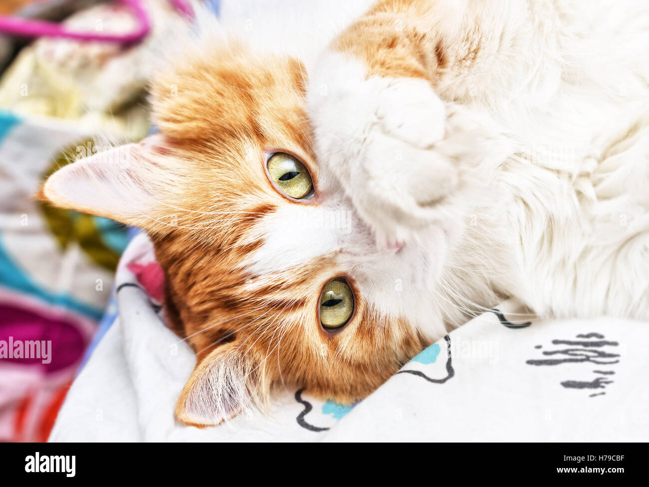 Flirty red cat paw covered face on bed Stock Photo - Alamy