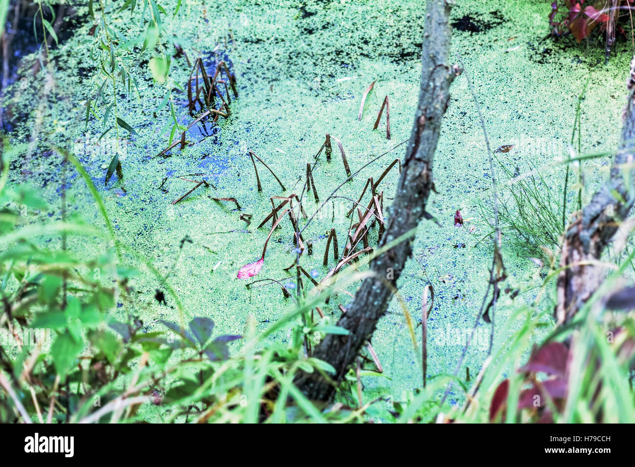 Swamp green swamp hi-res stock photography and images - Alamy