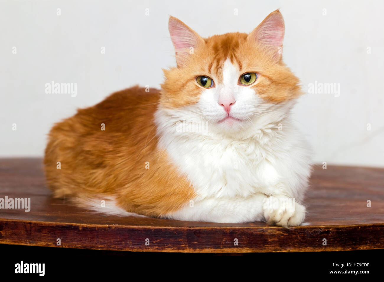 Adult red cat with big eyes is thinking Stock Photo - Alamy