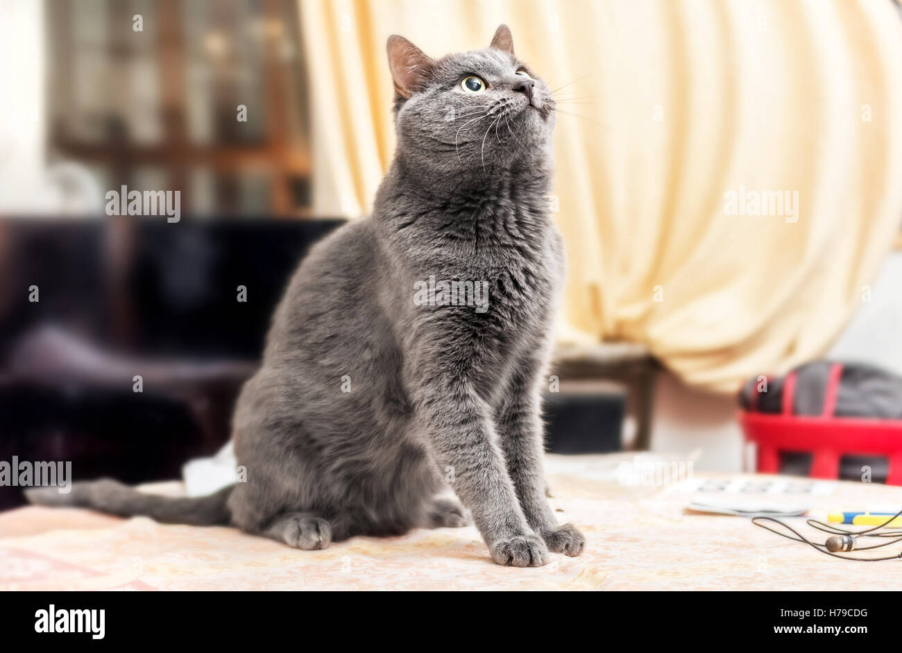 Pretty adult grey cat looking up as romantic hero Stock Photo - Alamy