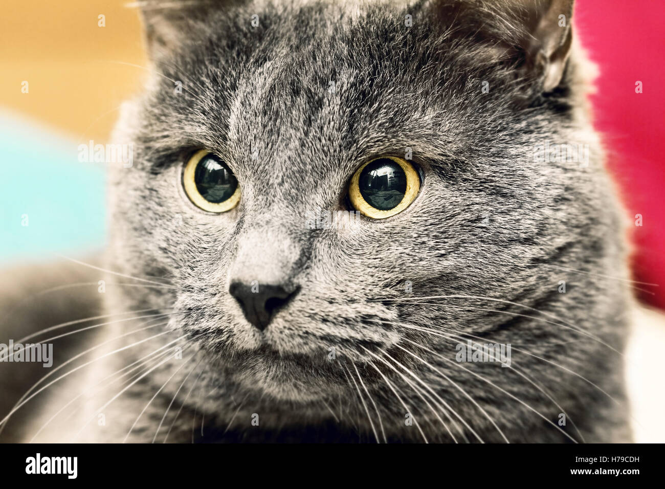 Closeup portrait of adult angry gray cat Stock Photo - Alamy