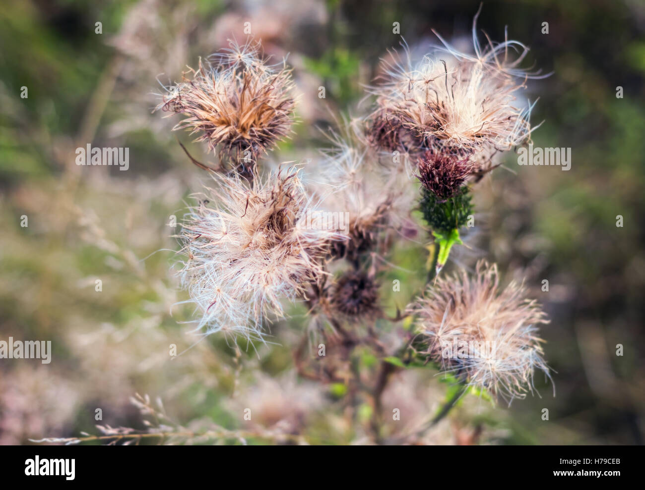 Tender fluffy thistle at fall cloudy weather Stock Photo - Alamy