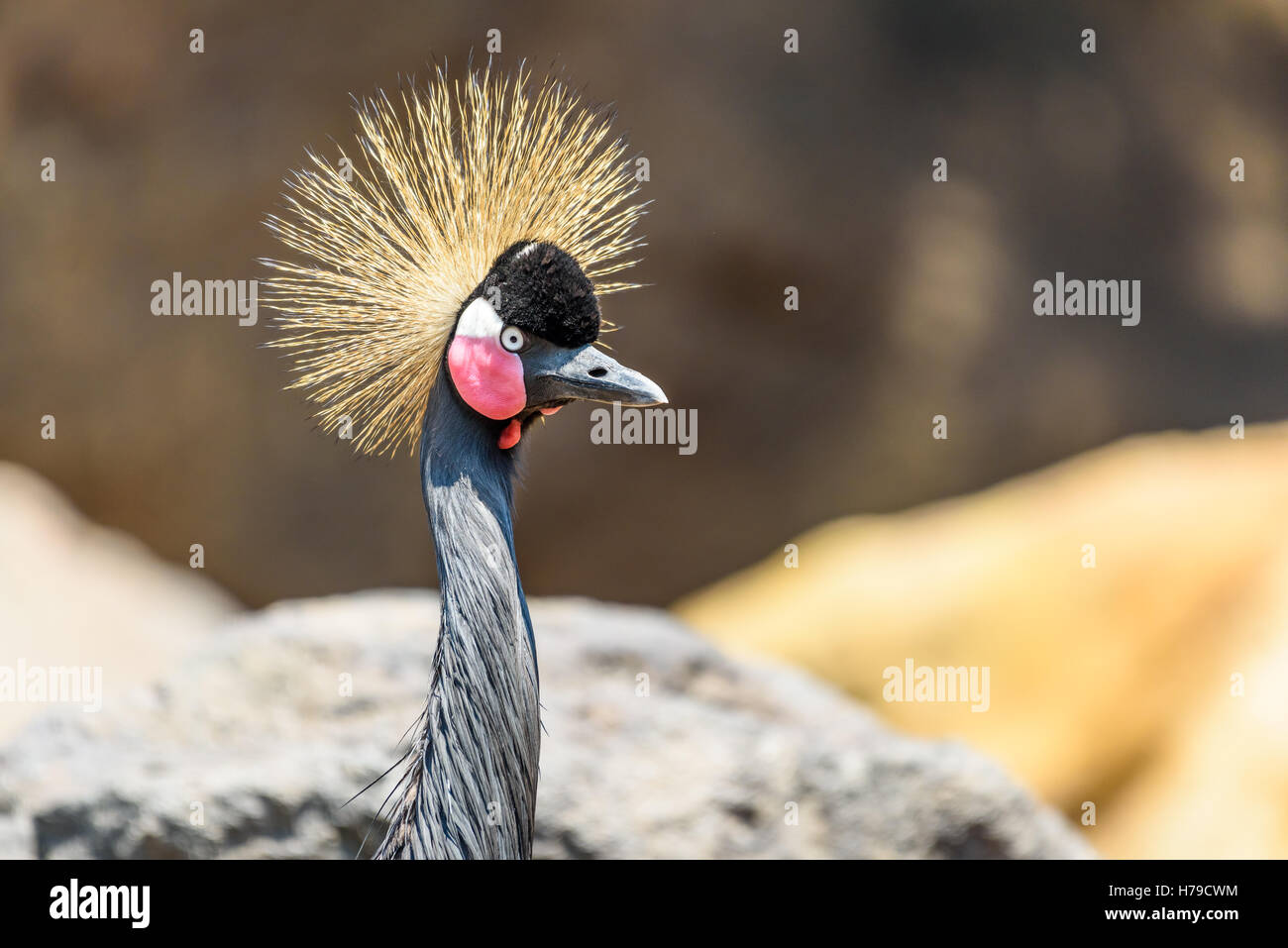 Black Crowned Crane (Balearica Pavonina) Bird Stock Photo - Alamy