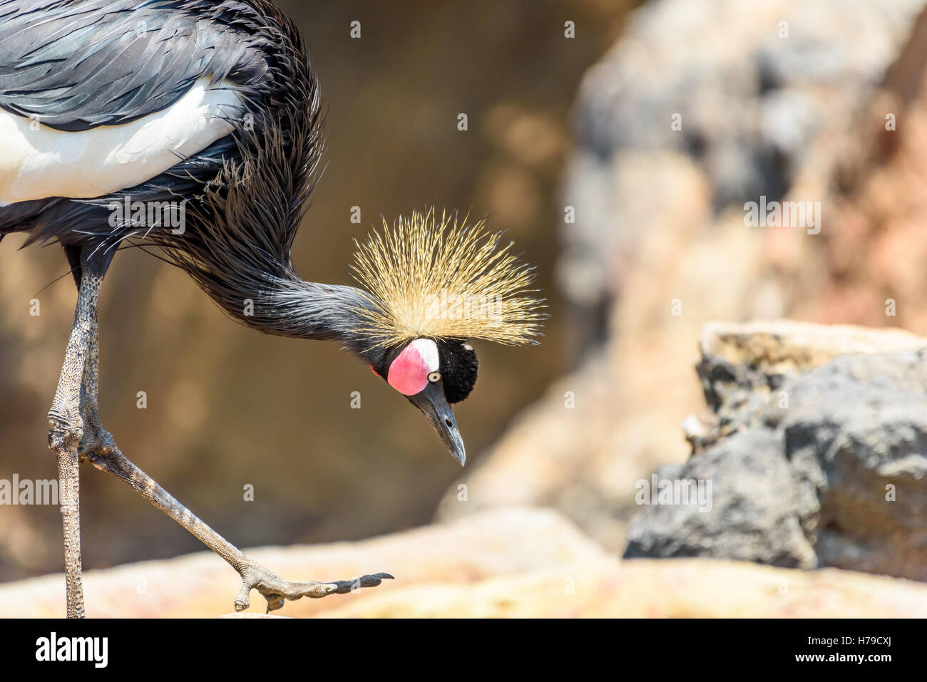 Black crane bird hi-res stock photography and images - Alamy