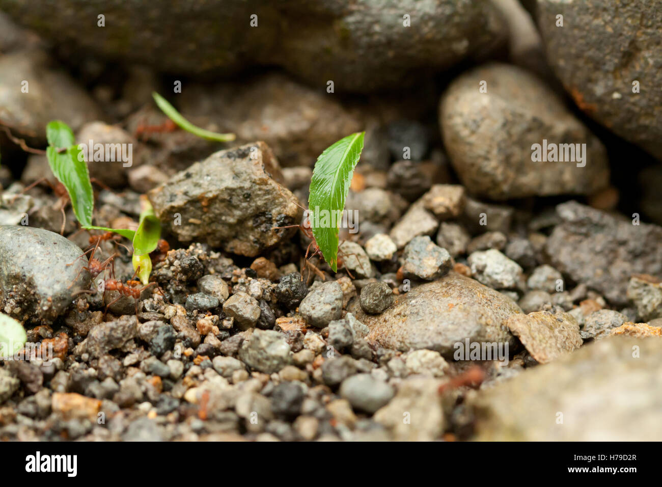 team of ants constructing, teamwork Stock Photo - Alamy team of ants constructing, teamwork Stock Photo - Alamy