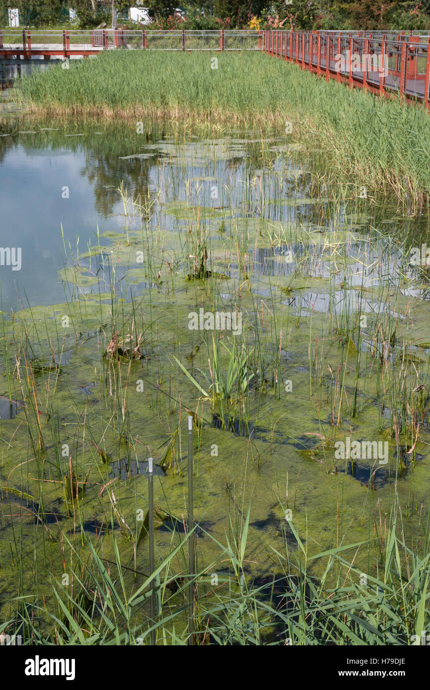 Marsh: Green Plants Wetlands inside Park, Nature Theme Stock Photo - Alamy