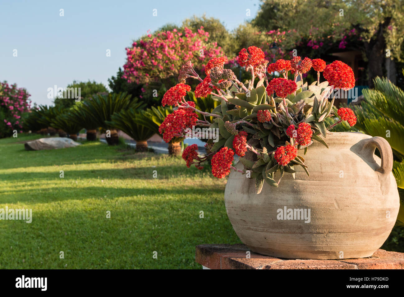 Red Crassula Falcata Flower, Airplane Plant or Propeller Plant Stock ...