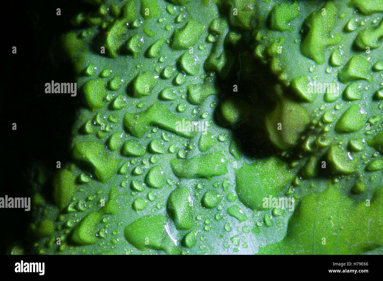 Leaf that is covered in heavy dew just before sunrise Stock Photo - Alamy
