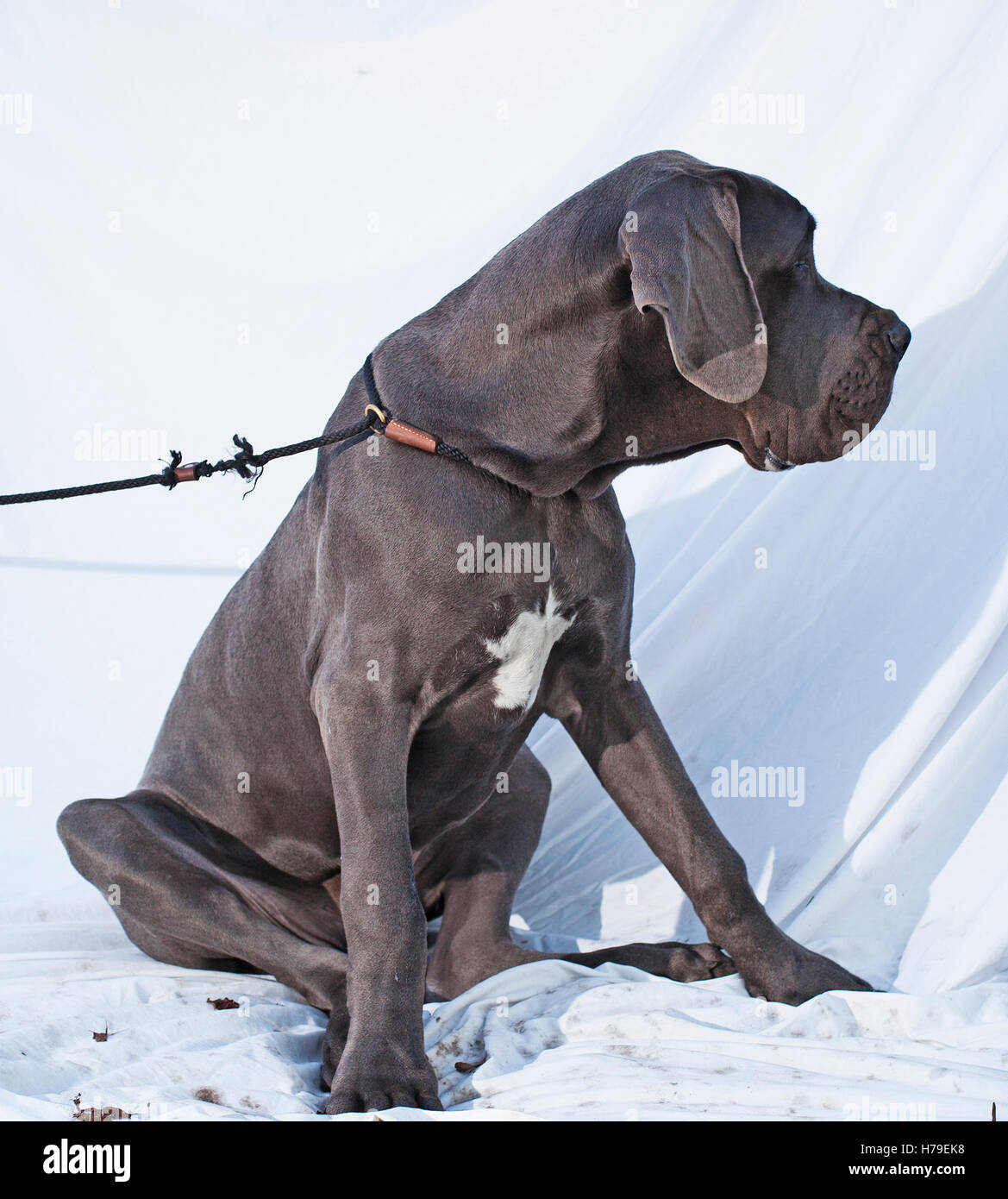 Tail of a great dane hi-res stock photography and images - Alamy