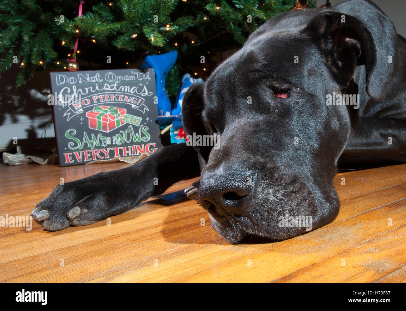 Black Great Dane laying next to a Christmas tree that looks sad Stock ...