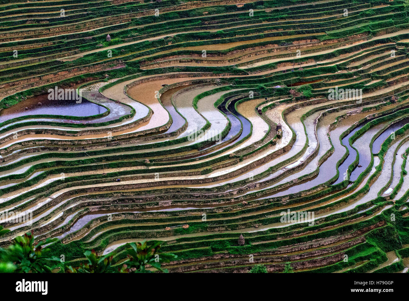 Jiabang rice terraces hi-res stock photography and images - Alamy