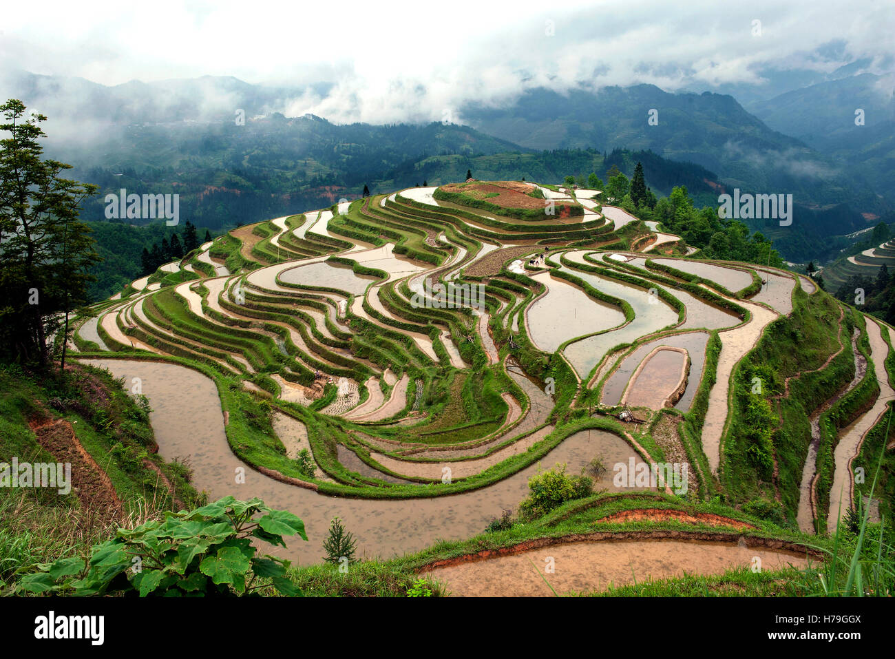 The rice terraces in the Jiabang area, in Guizhou province, China Stock ...