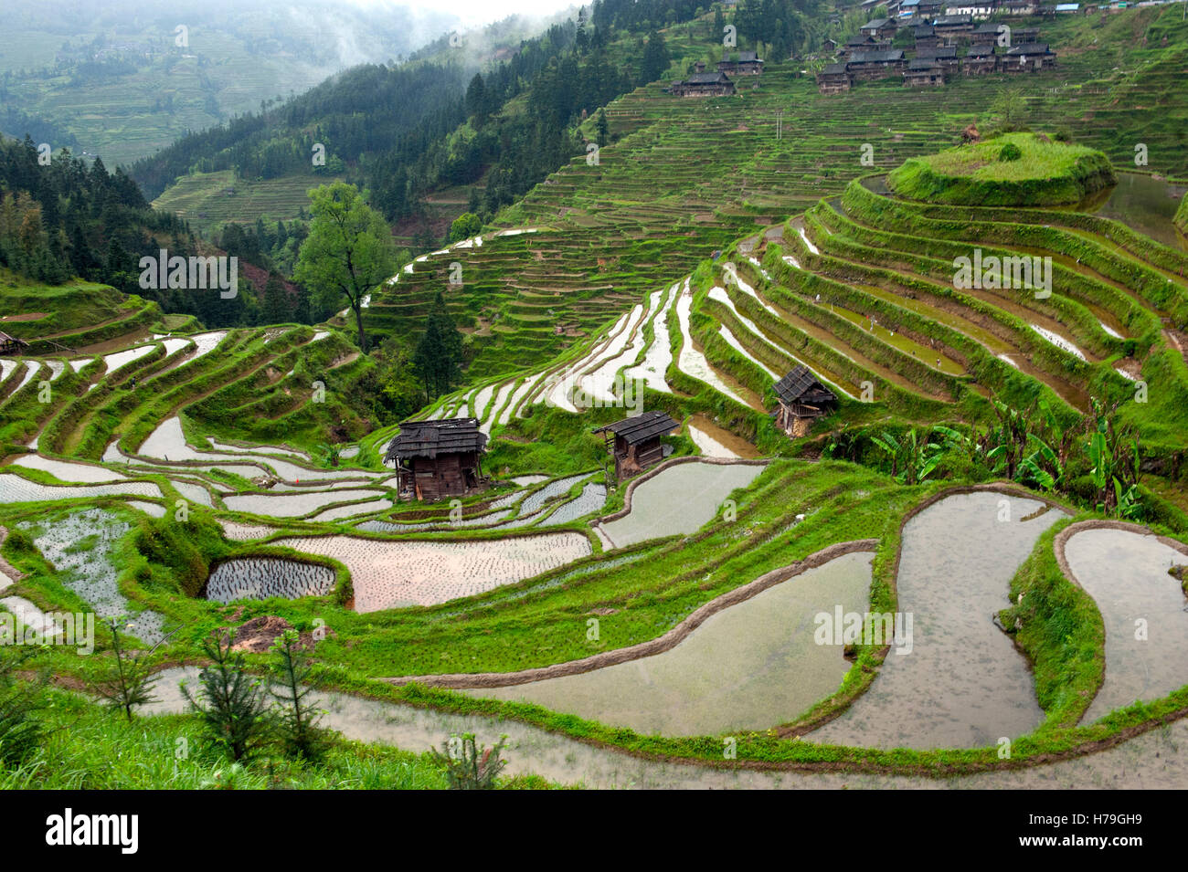 The rice terraces in the Jiabang area, in Guizhou province, China Stock ...