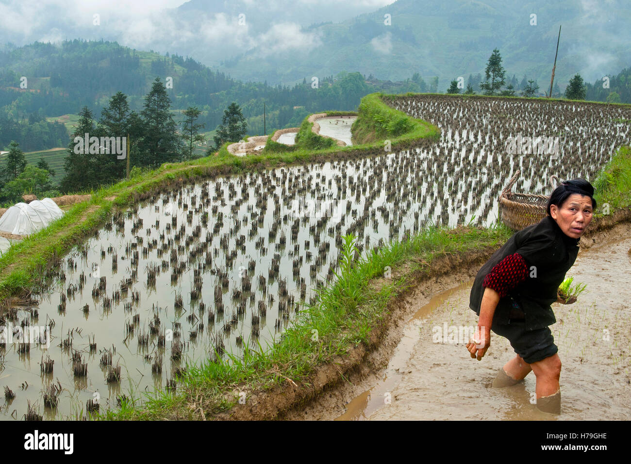 A peasant plant rice in a terrace, in the area of Jiabang, in Guizhou ...