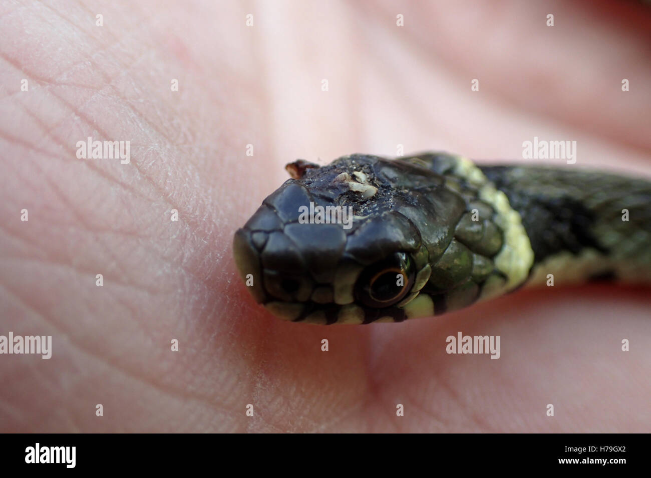 Close-up of head of male grass snake (Natrix natrix) on the ...