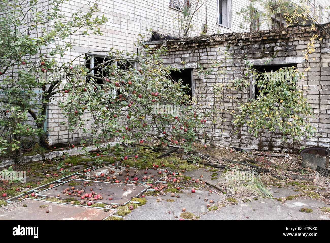 Apples of Chernobyl Stock Photo - Alamy