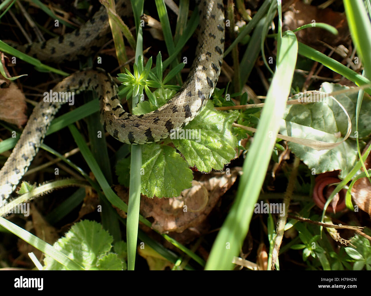 Middle section of snake hi-res stock photography and images - Alamy