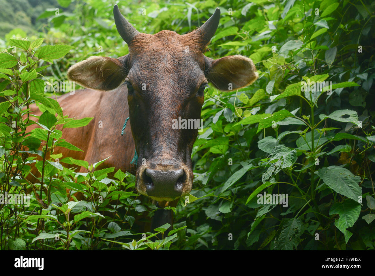 Free roaming cow Stock Photo - Alamy