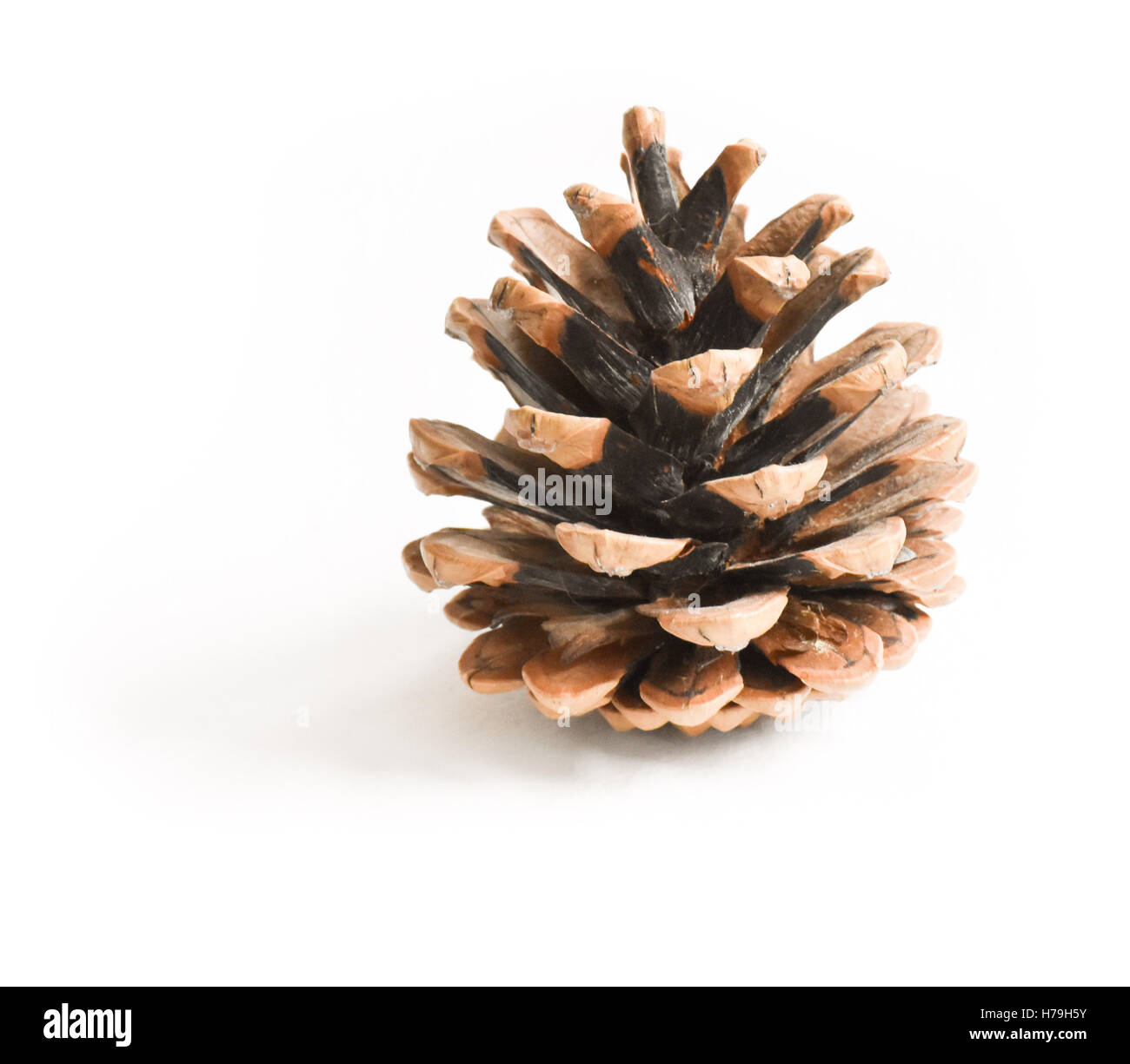 Fir cone isolated on white Stock Photo - Alamy